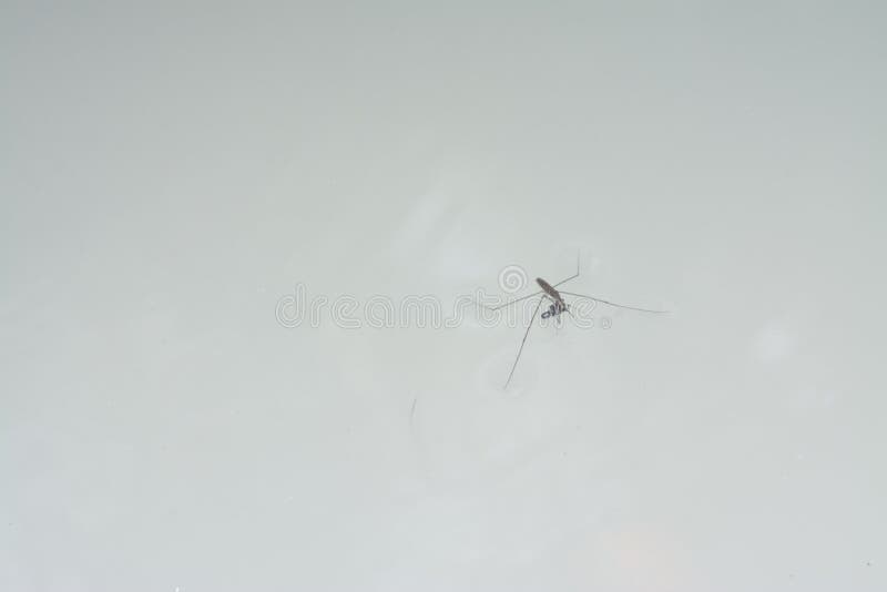 Abstract Shot of the Waterstrider Insect Floating on the Surface of the ...