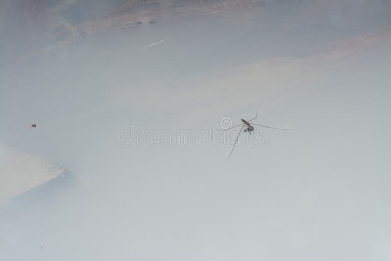 Abstract Shot of the Waterstrider Insect Floating on the Surface of the ...
