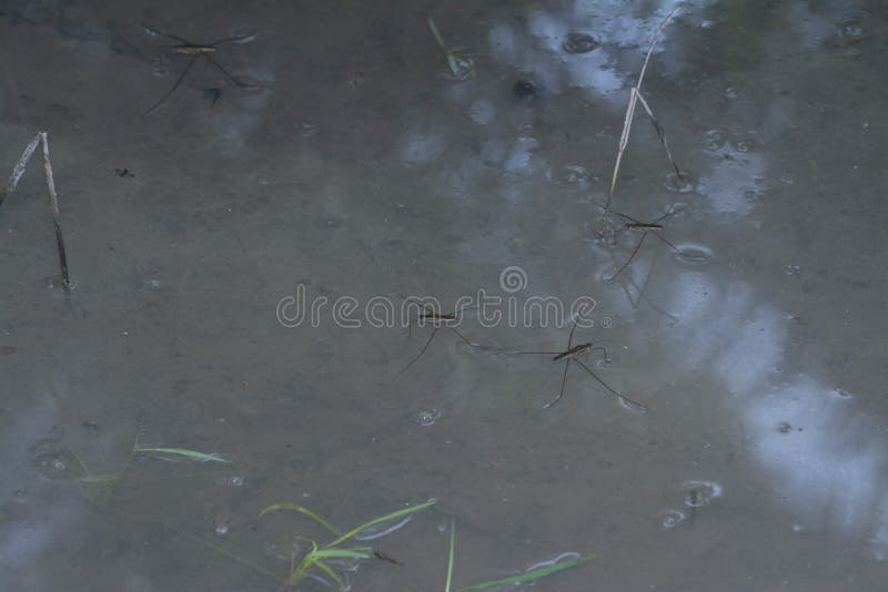 Abstract Shot of the Waterstrider Insect Floating on the Surface of the ...