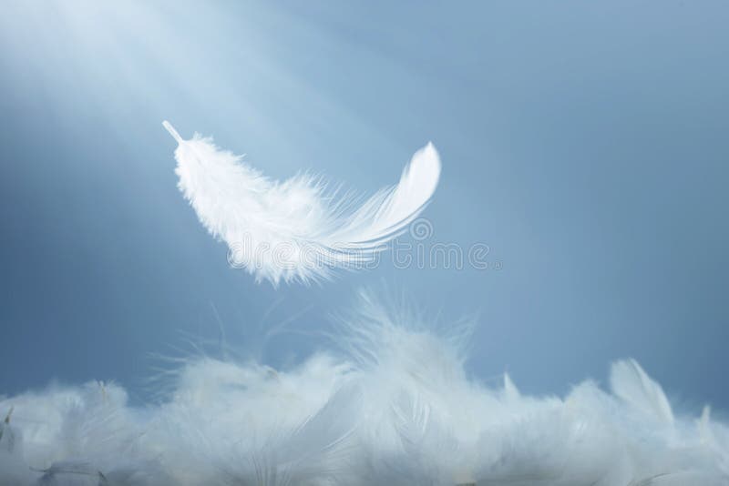 Abstract Single White Bird Feather Falling in the Air. Softness of Swan ...
