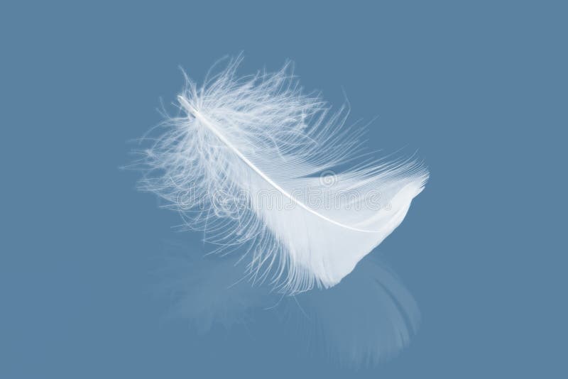 Abstract Single White Bird Feather Falling with Reflection. Swan ...