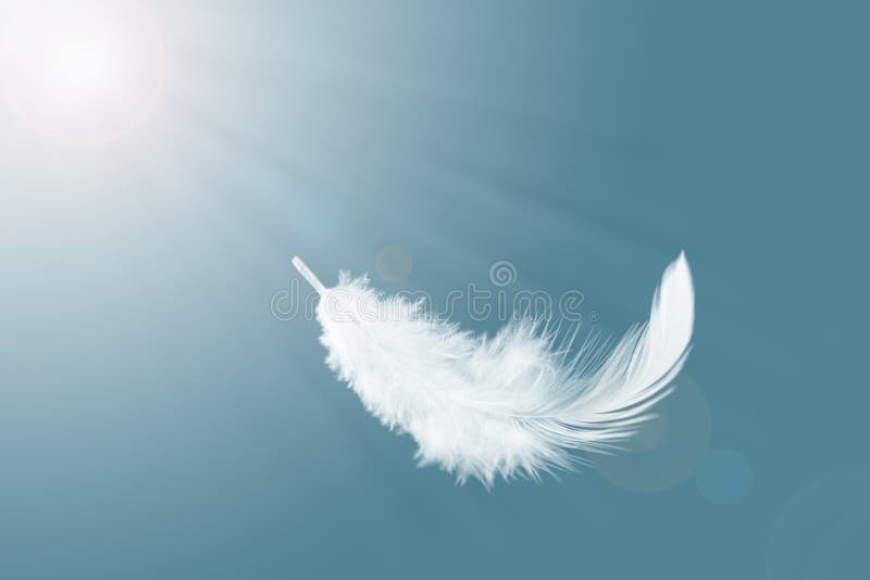 Abstract a Single White Bird Feather Floating in the Sky. Flying Swan ...