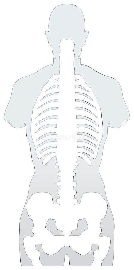 Human skeleton stock vector. Illustration of biology - 28570405
