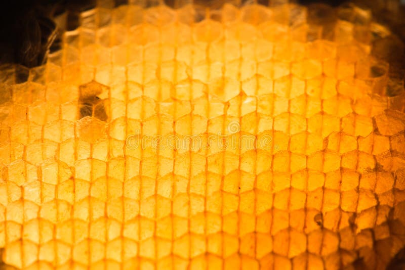 Abstract bee wax texture stock photo. Image of wild - 100178474