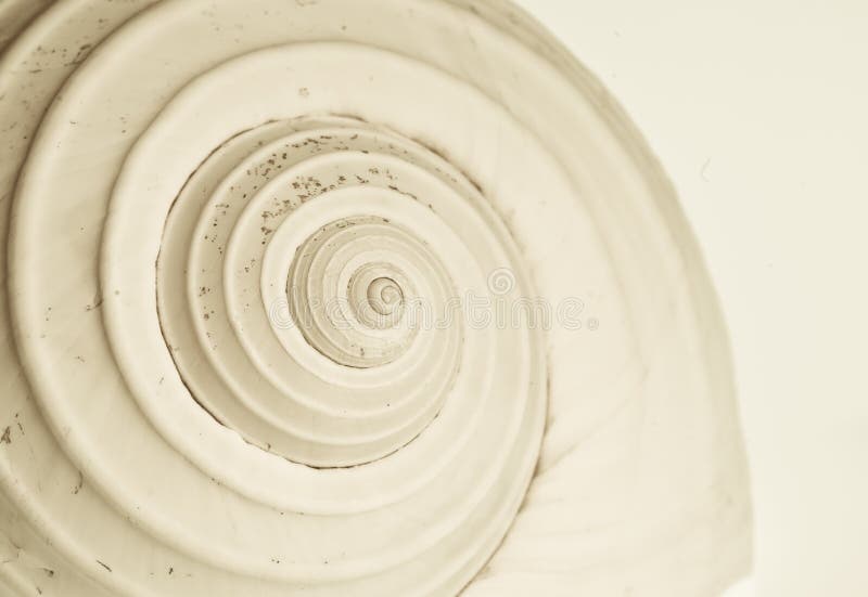 Spiral on sea shell stock photo. Image of swirl, sealife - 10610736