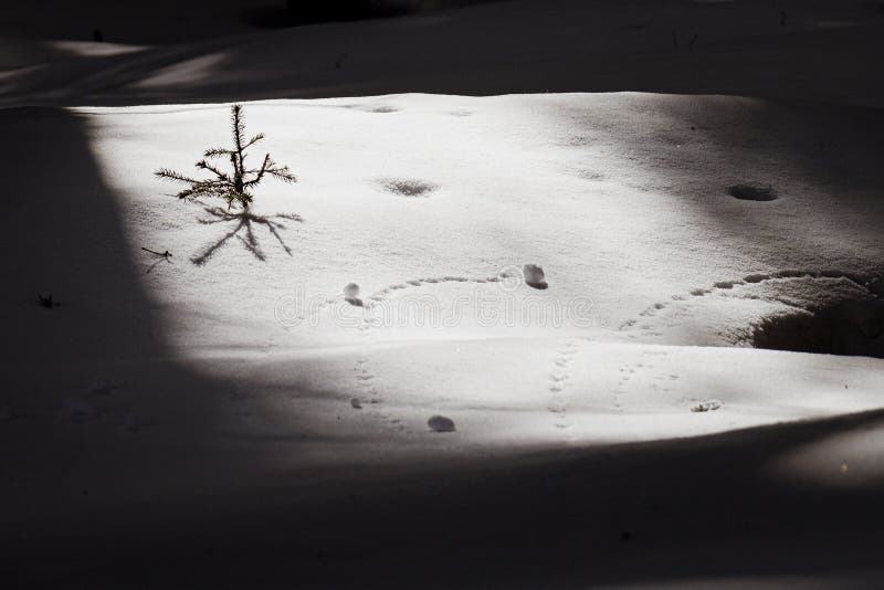 Abstract Snow Background. Sun and Shadows on a Snow Stock Photo - Image ...