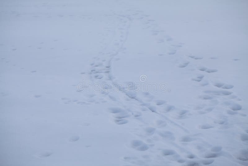 Abstract Snow Shapes - Texture Stock Image - Image of park, branch ...