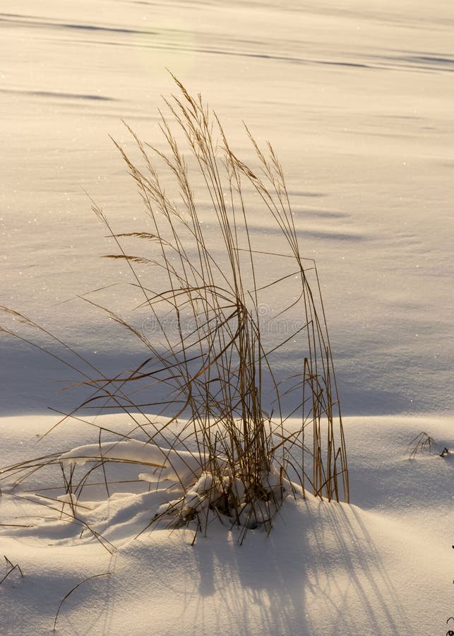 Abstract Snow Texture, Snow and Frozen Grass, Shadows on the Snow Stock ...