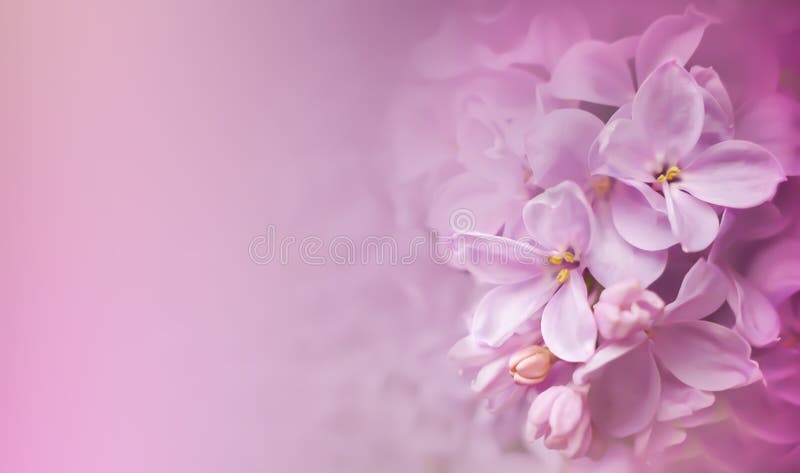 Abstract Soft Focus Floral Background, Spring Lilac Violet Flowers ...