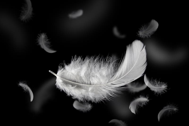 Abstract. Soft Lightly of White Feathers Falling Down on Black Background. Feather Floating in ...