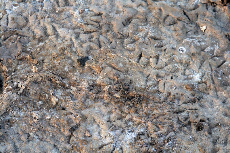 Abstract - Soil Background Picture. Image: 2844566