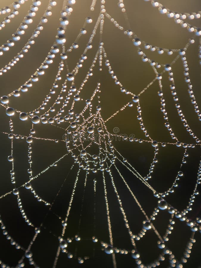 Abstract spider web stock photo. Image of reflection - 158400282