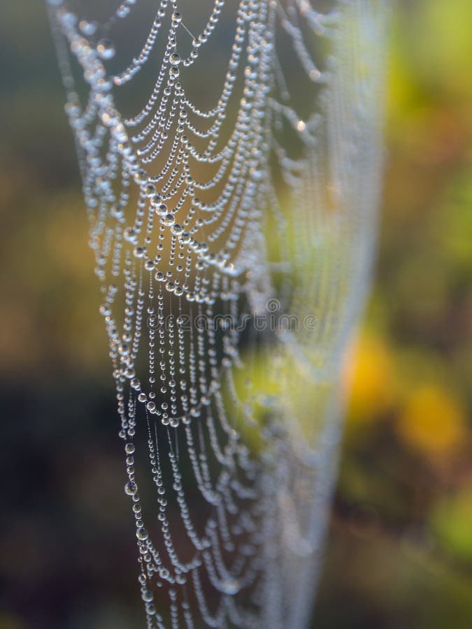 Abstract Spider Web Closeup Stock Image - Image of closeup, water ...