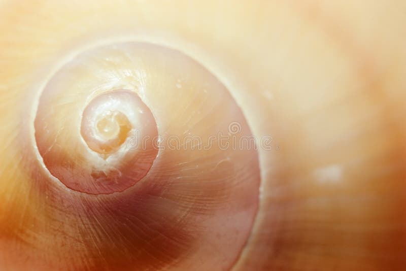 Spiral seashell background stock image. Image of object - 15074807