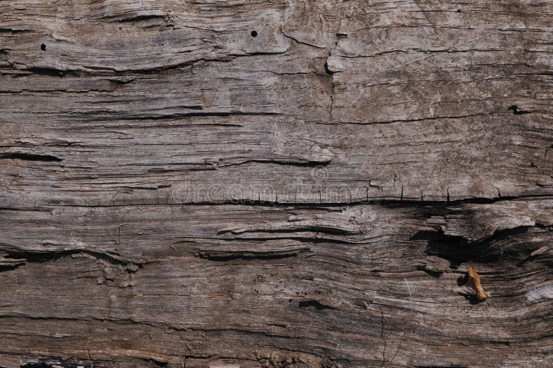 Abstract Split Wood Textures Surface Background Closeup Stock Photo ...