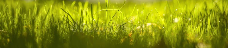 Abstract Spring Banner with Fresh Green Grass Stock Image - Image of ...