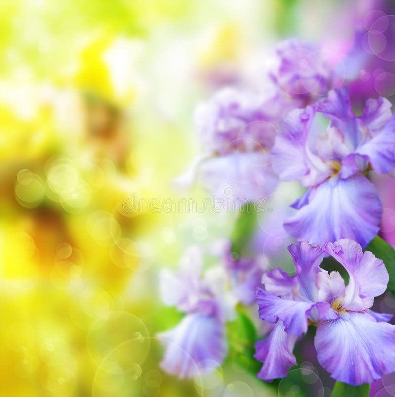 Abstract Spring Flower Background Stock Photo - Image of flora, close ...