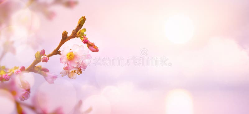 Art Abstract Spring Floral Background for Design Stock Photo - Image of ...