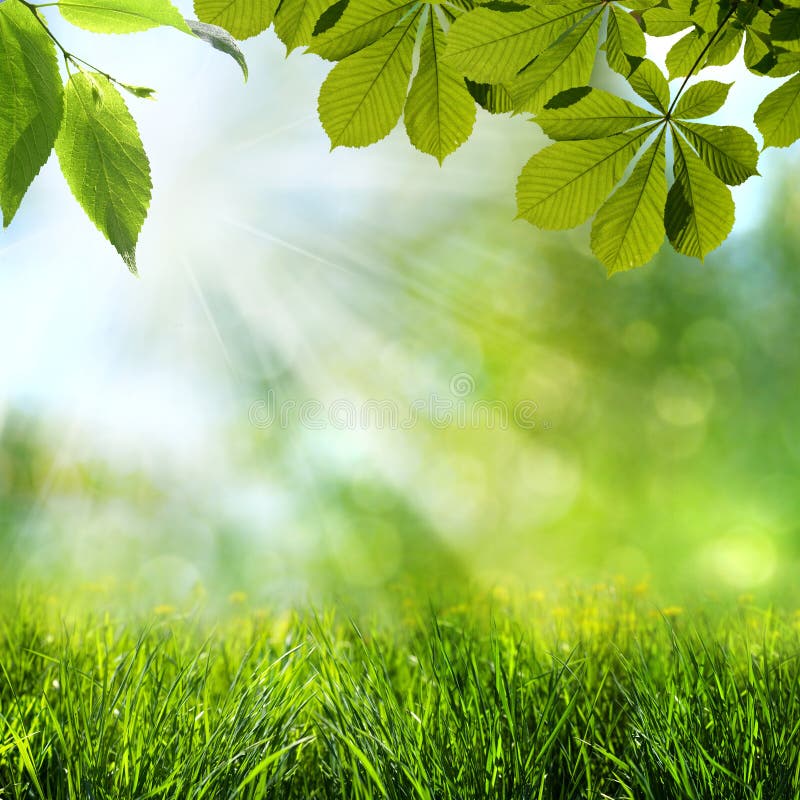 Abstract Spring And Summer Backgrounds Stock Image - Image of forest, grass: 24743455