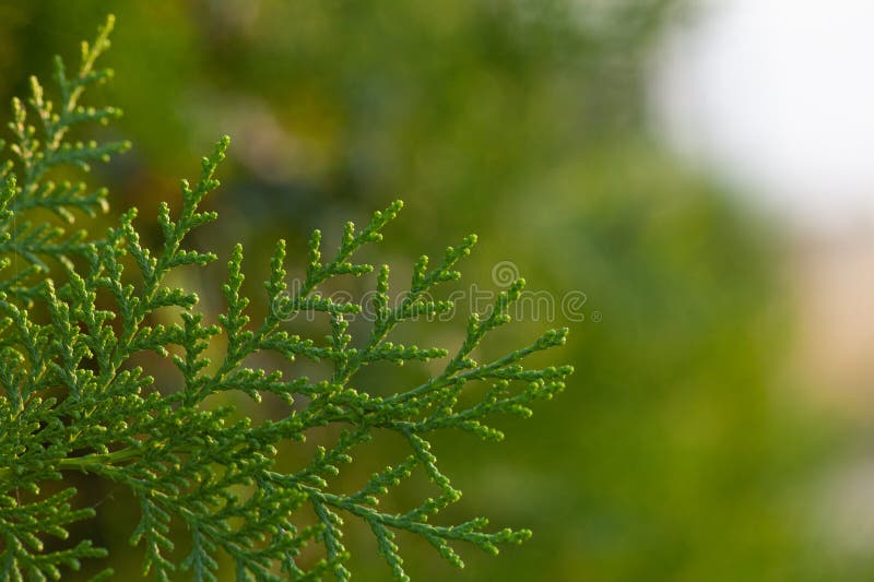 Abstract Spring or Summer Blurred Greenery Foliage Background with ...