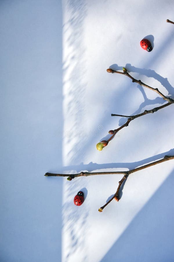 Abstract Spring Tree Branches Shadows on Light Paper Texture. Abstract ...