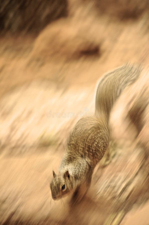 Abstract squirrel stock photo. Image of nature, movement - 211112608