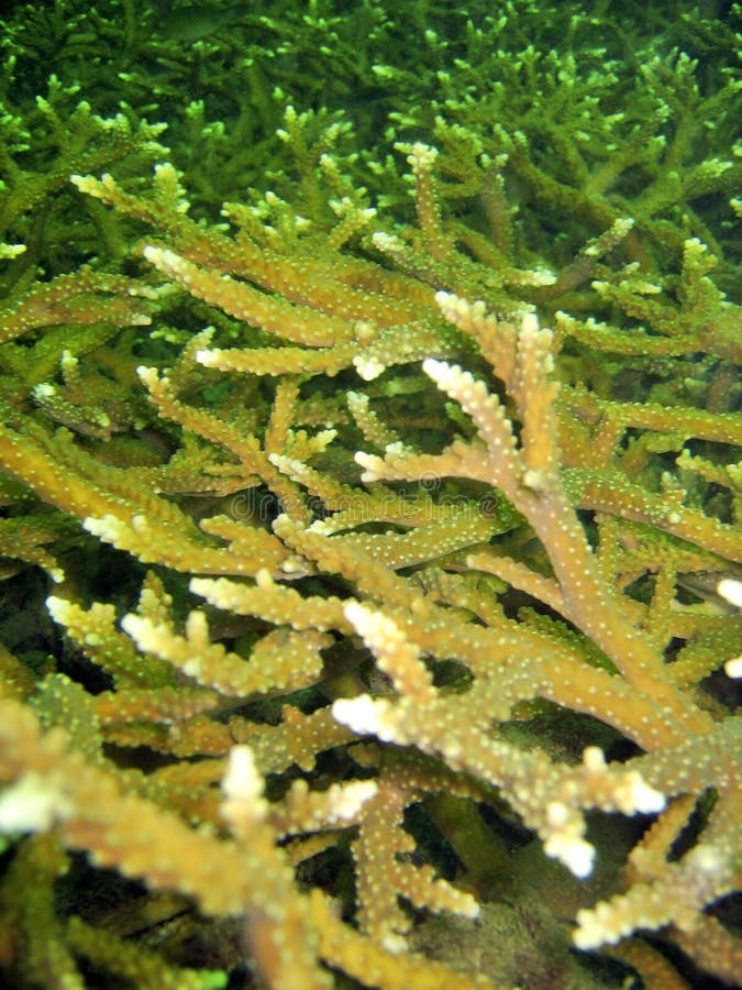 Staghorn Coral, a Type of Branching Coral in Crystal Clear Water of ...