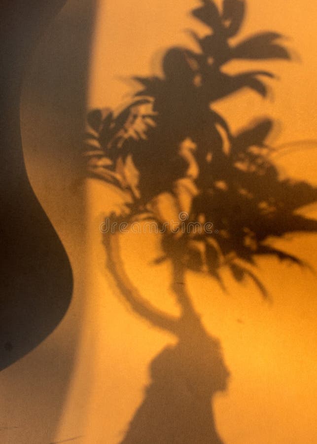 Abstract Still Life with Flower Shadow, Blurred Background and Shadow ...