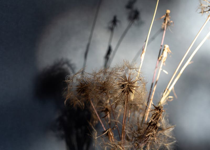 Abstract Still Life with Flower Shadow, Blurred Background and Shadow ...