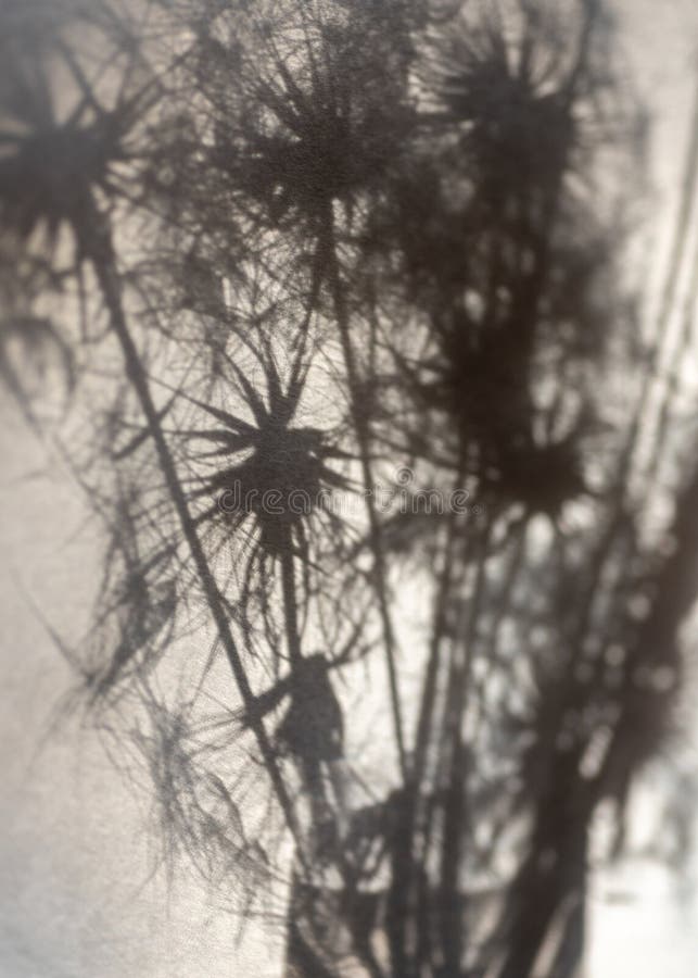 Abstract Still Life with Flower Shadow, Blurred Background and Shadow ...