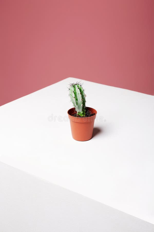 Abstract Still Life. Lonely Cactus on White Cube Stock Photo - Image of ...