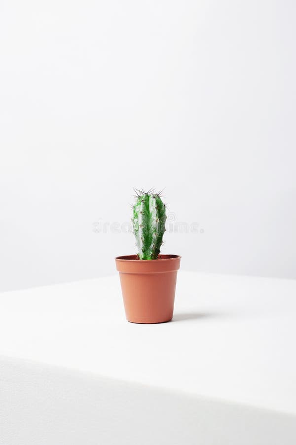 Lonely Cactus Flower in Mountain Landscape Stock Photo - Image of ...