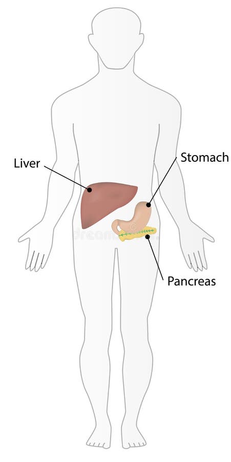 Stomach and Pancreas Labeled Diagram Stock Vector - Illustration of ...