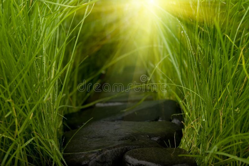 Stone path & flower stock image. Image of pattern - 8743599