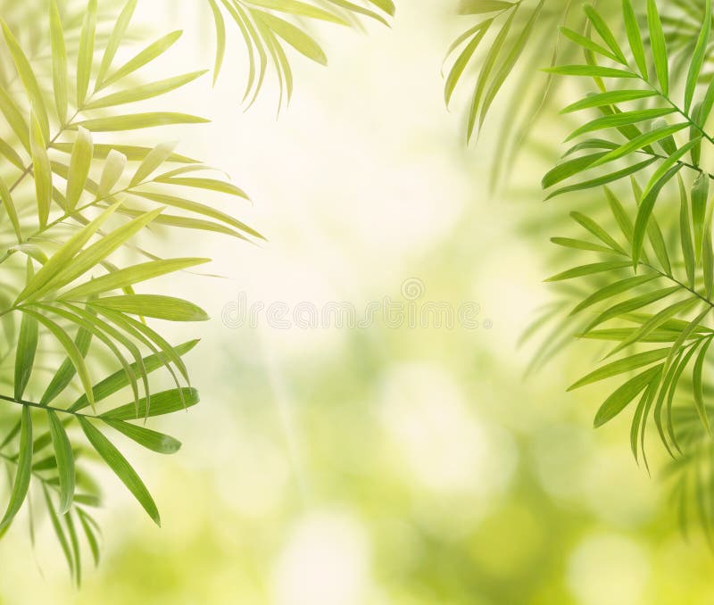 Abstract Summer Green Background with Green Leaves Border and Bokeh ...