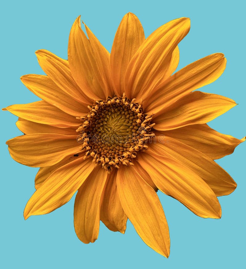 Abstract sunflower design stock image. Image of card - 284192281