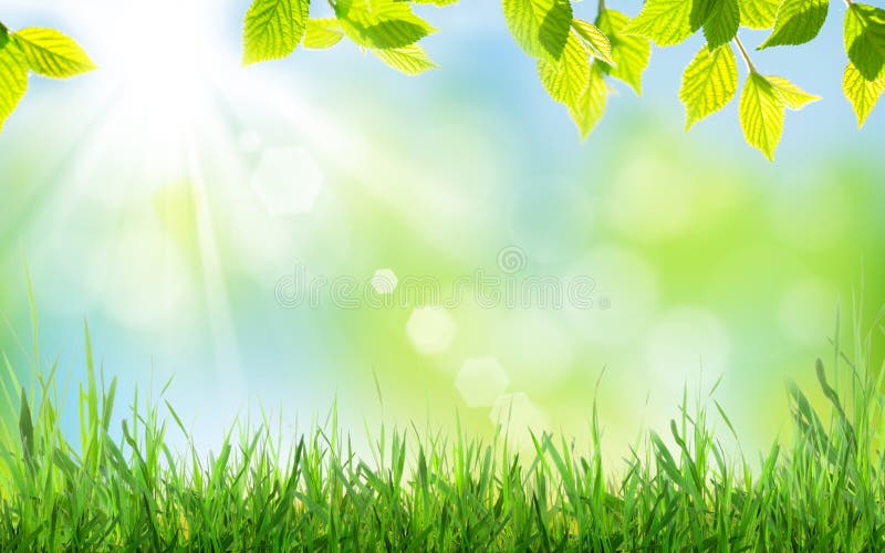 Spring Summer Nature Background with Grass, Trees Branch with Green ...