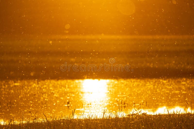 Abstract Sunset Background in Amber Orange Color. Stock Image - Image ...