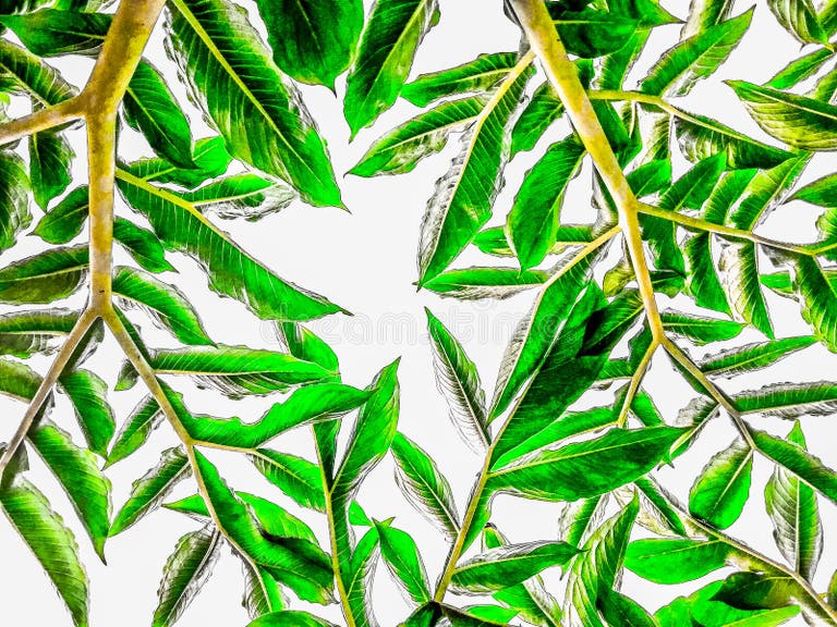 Maintained Green Surface Stock Illustrations – 65 Maintained Green ...