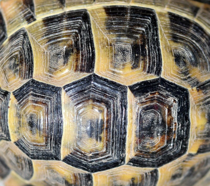 Abstract Surface with Tortoise Shell Stock Photo - Image of tortoises ...