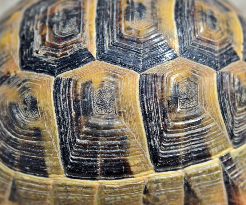 Abstract Surface with Tortoise Shell Stock Photo - Image of tortoise ...