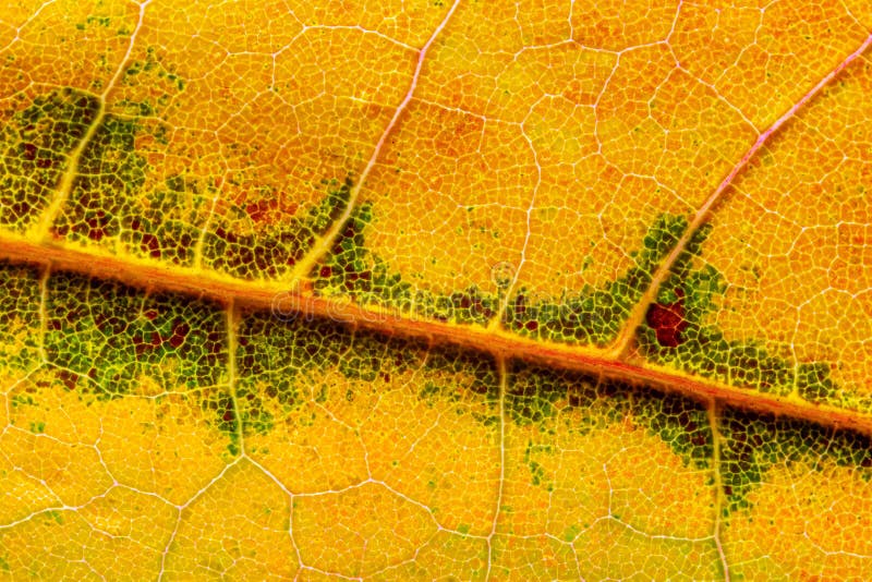 Abstract Texture of a Autumn Leaf, Close Up Image of Leaf Textures ...