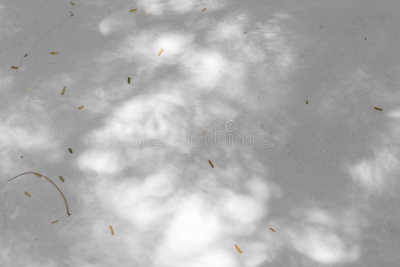 Abstract Texture Background of Branch and Tree Shadow on Floor by ...
