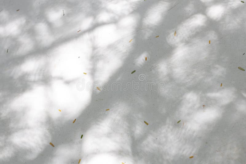 Abstract Texture Background of Branch and Tree Shadow on Floor by ...