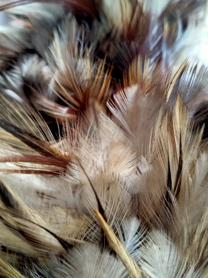 Abstract Texture Background of Brown Chicken Feather Stock Photo ...