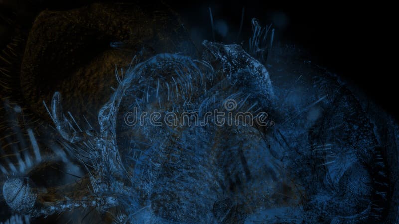 Abstract Texture Background Insect Material Surface Digital ...