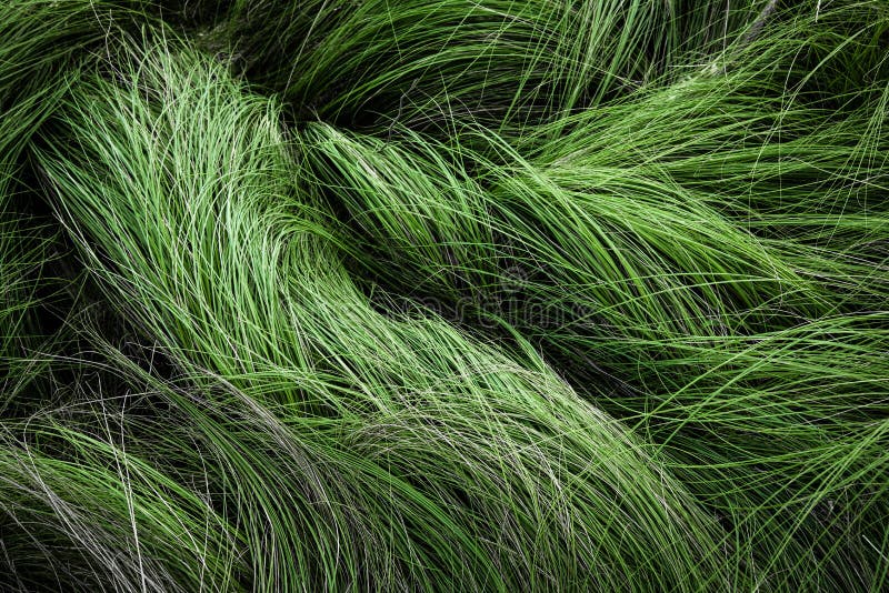 Abstract of grass texture stock image. Image of green - 111528869