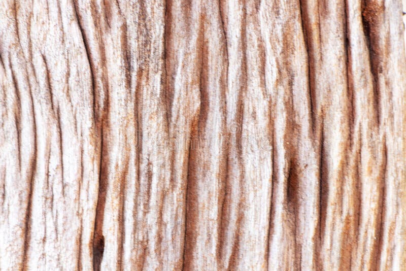 Abstract Texture Background Photo Brown, Grey Solid Wood Pattern Tree ...