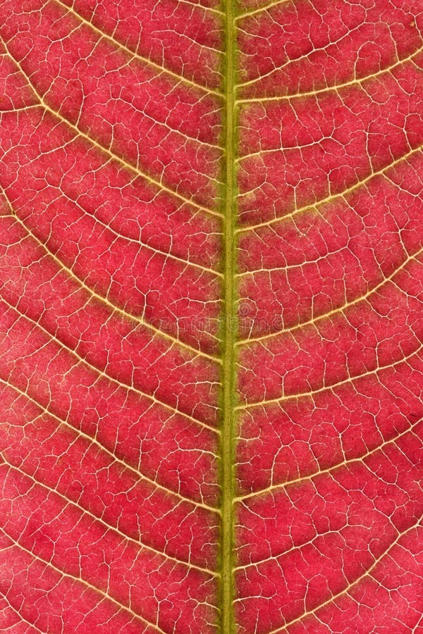 Abstract Texture Blood Red Tree Leaf Stock Photo - Image of abstract ...