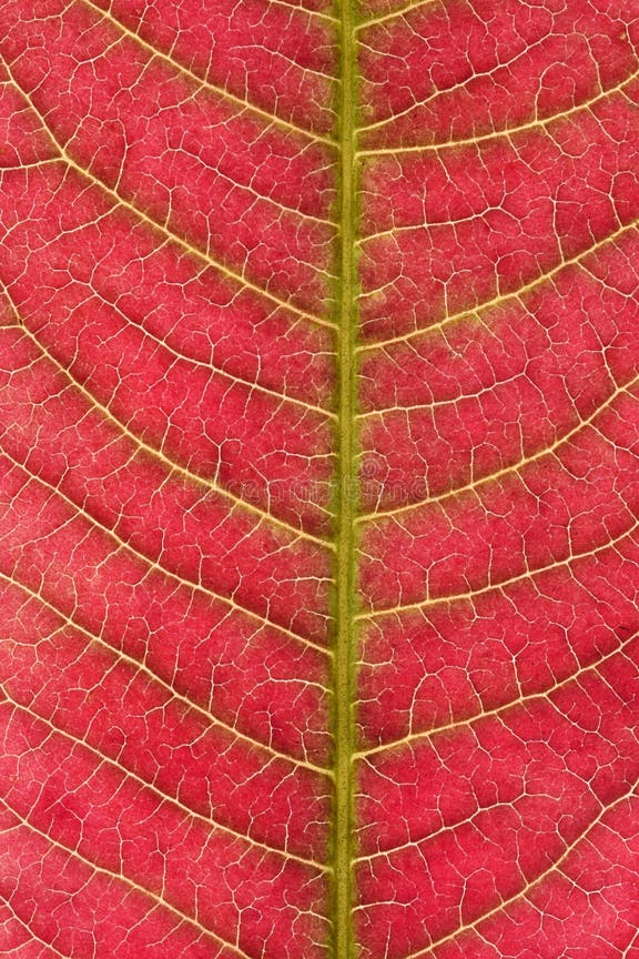 Abstract Texture Blood Red Tree Leaf Stock Photo - Image of abstract ...
